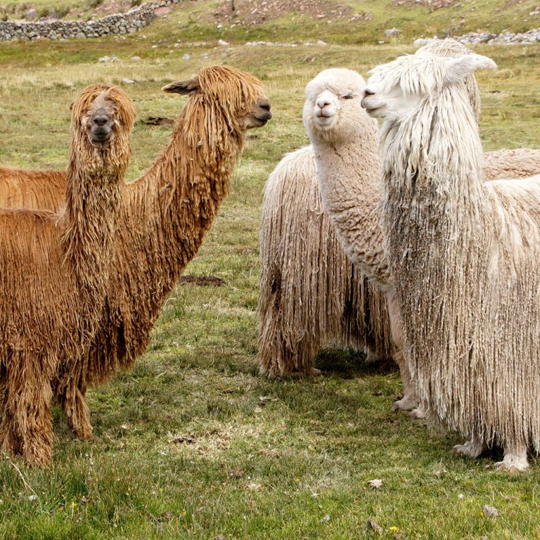 The Alpaca: Vital Statistics - THE MOST TRUSTED NAME IN ALPACAS